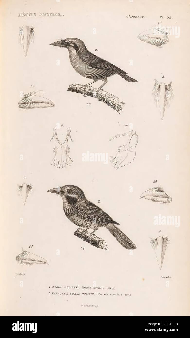 1836 1849 animals identification zoology classification nomencla hi-res ...