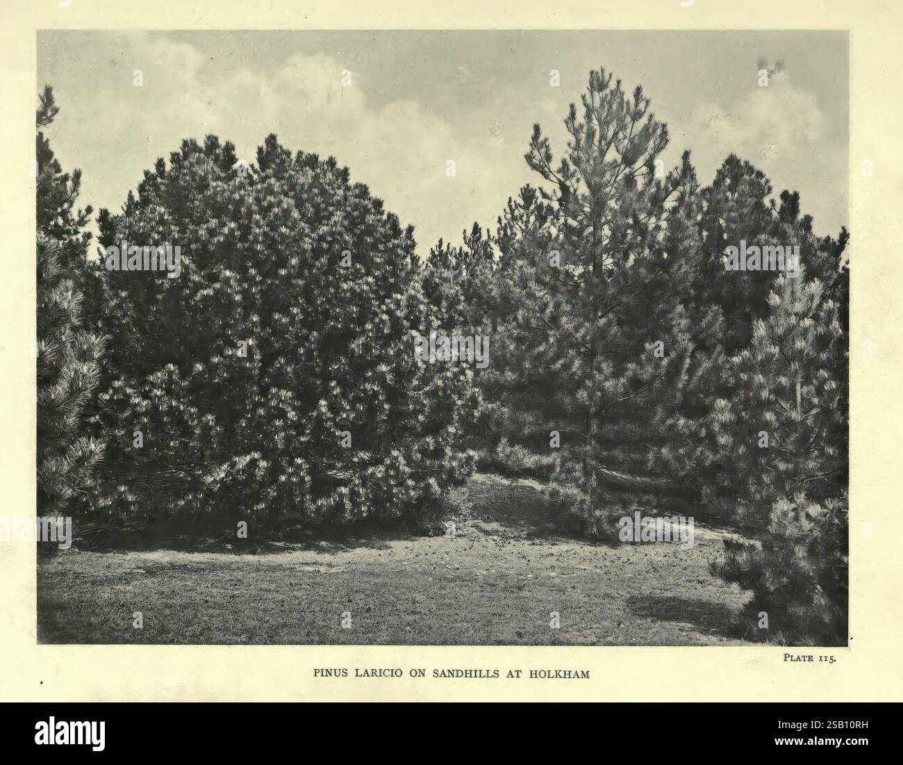 Layered canopies hi-res stock photography and images - Alamy