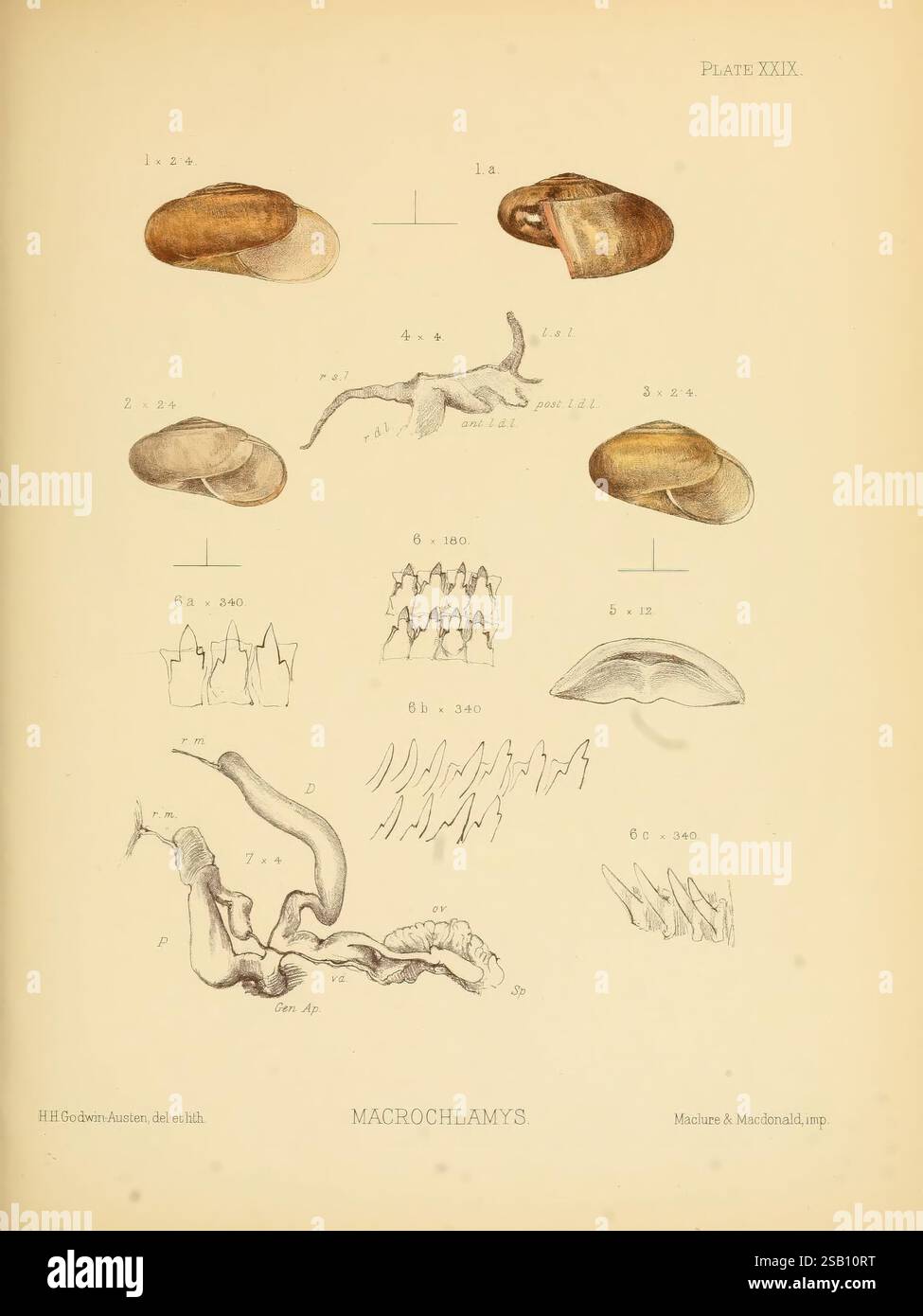 Land and freshwater Mollusca of India London, Taylor and Francis, 1882 ...