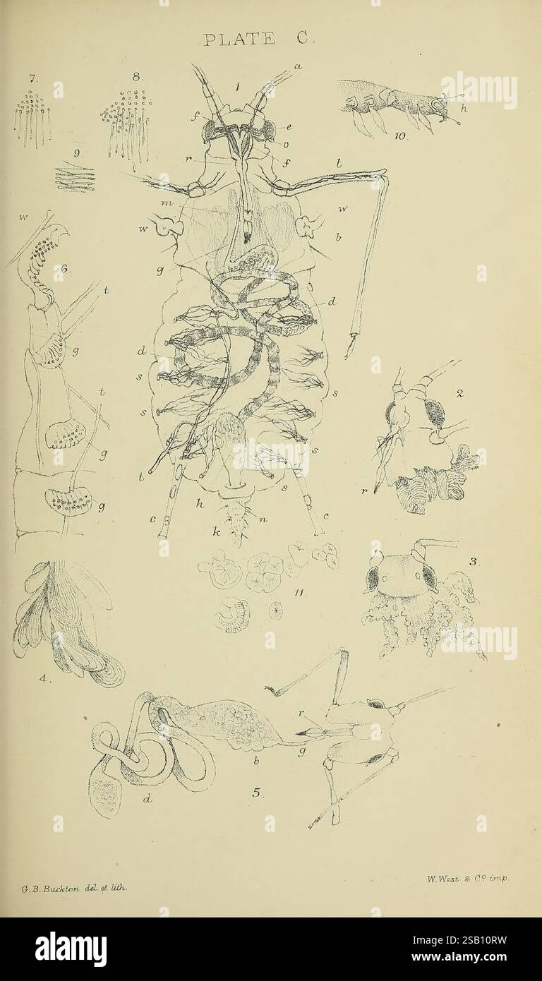 Monograph of the British Aphides, London, 1876-83 Aphids, Great Britain ...