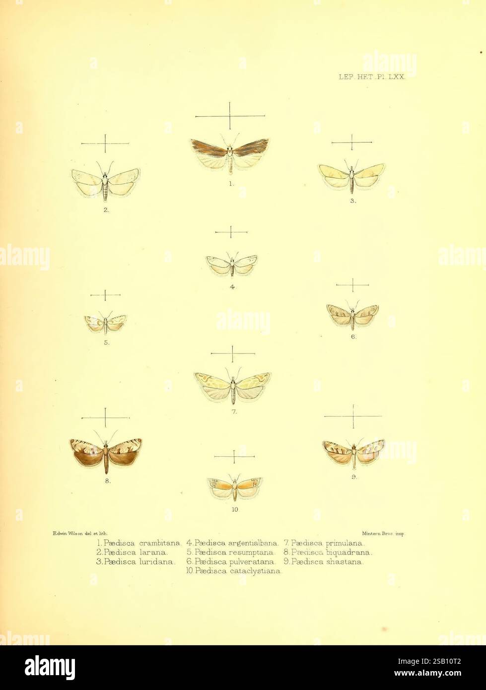 Illustrations, of, typical, specimens, of, Lepidoptera, Heterocera, in ...