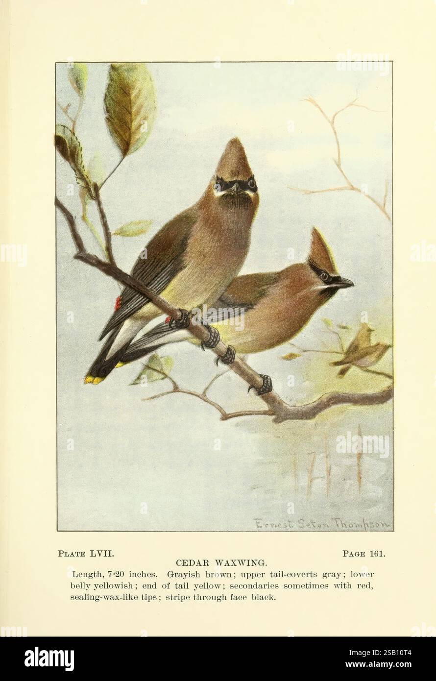 Soft grayish brown tones hi-res stock photography and images - Alamy