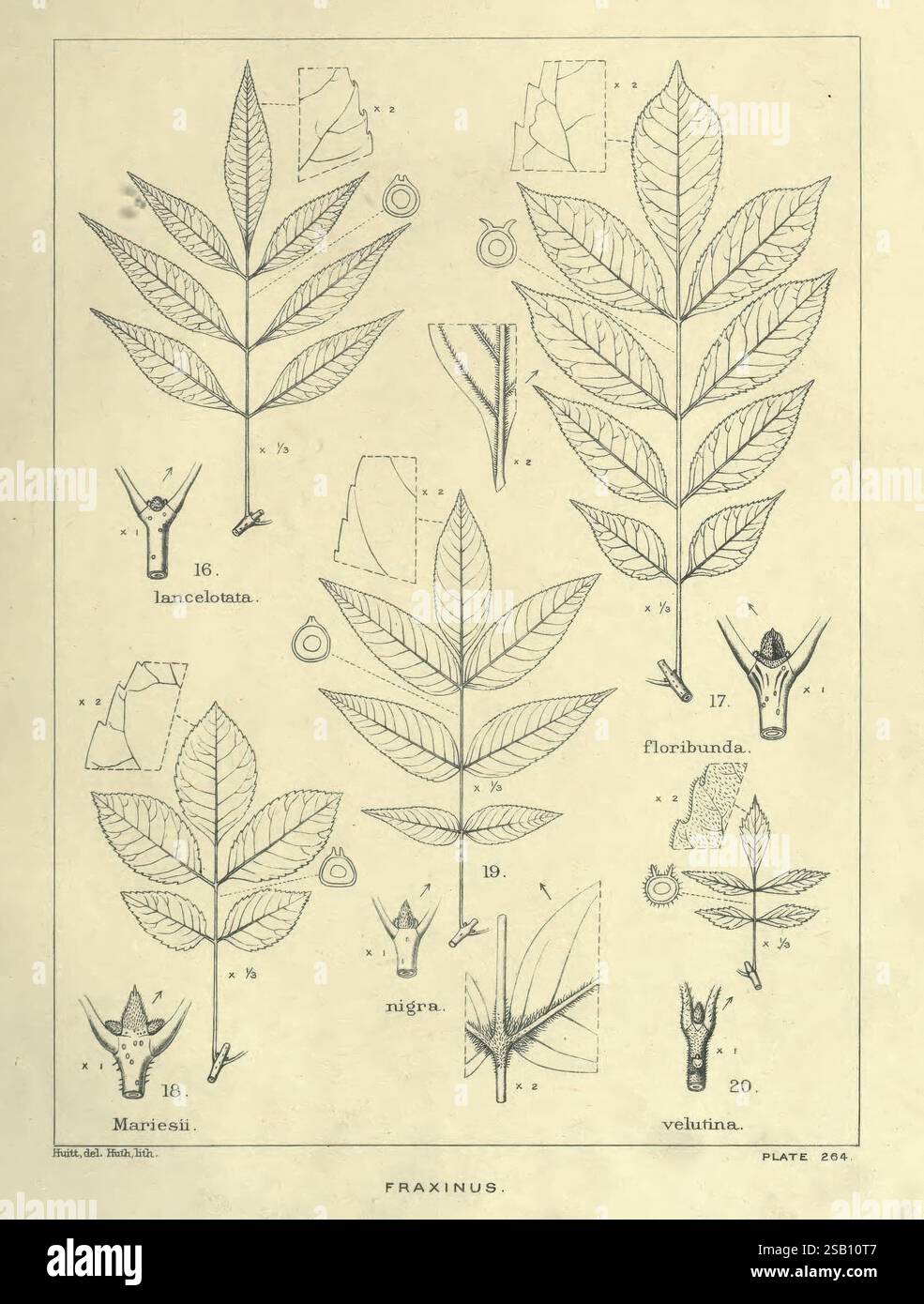 Floribunda presents broader hi-res stock photography and images - Alamy