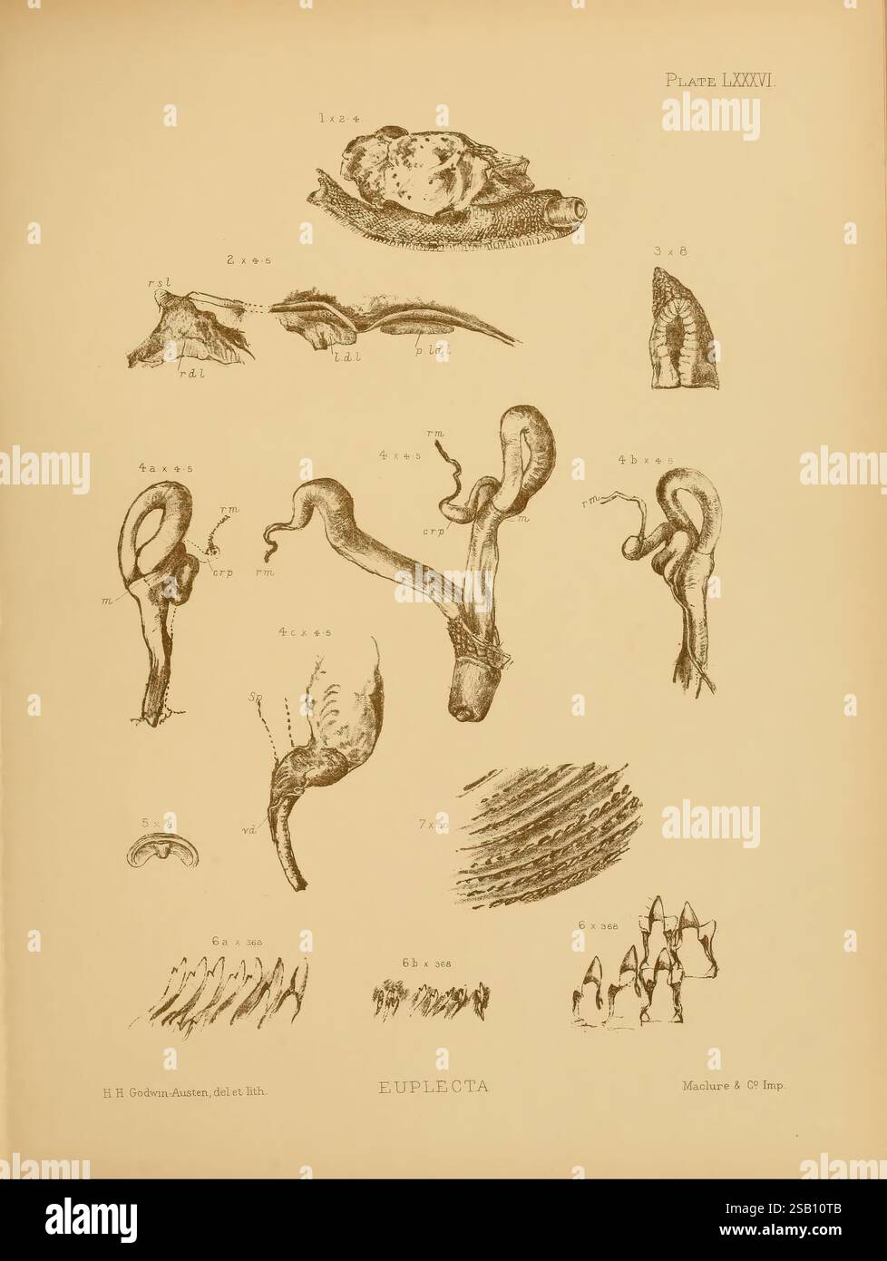 Land and freshwater Mollusca of India, London, Taylor and Francis, 1882 ...
