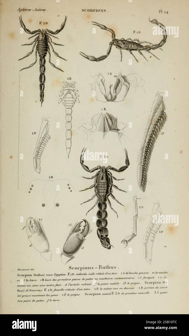 Various scorpion species hi-res stock photography and images - Alamy