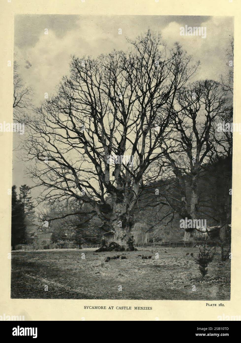 Broad canopy reveal years hi-res stock photography and images - Alamy