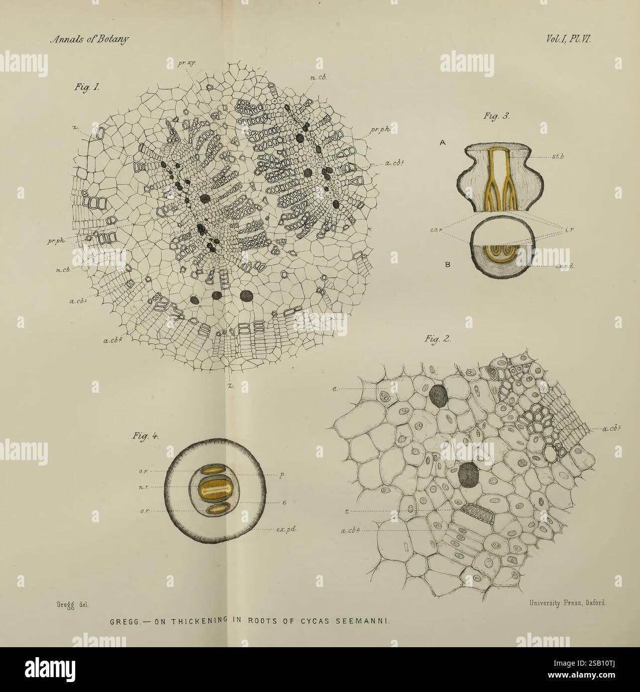 Cross sections reveal intricate cellular structures hi-res stock photography and images - Alamy