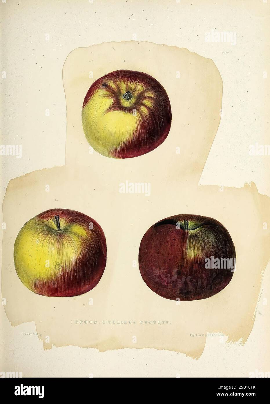 Third apple stands hi-res stock photography and images - Alamy