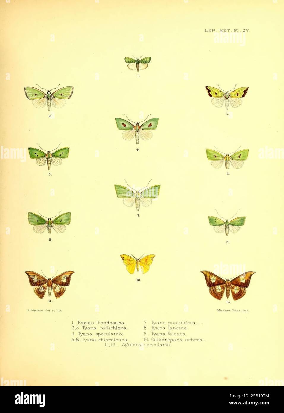 Illustration features three different species of butterflies hi-res ...
