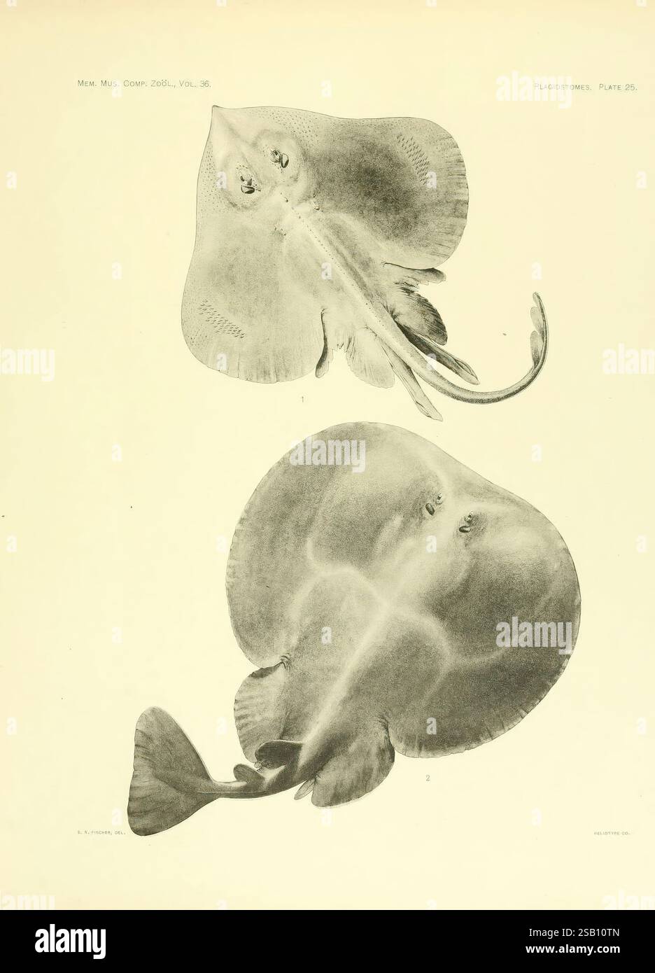 Upper ray displays hi-res stock photography and images - Alamy