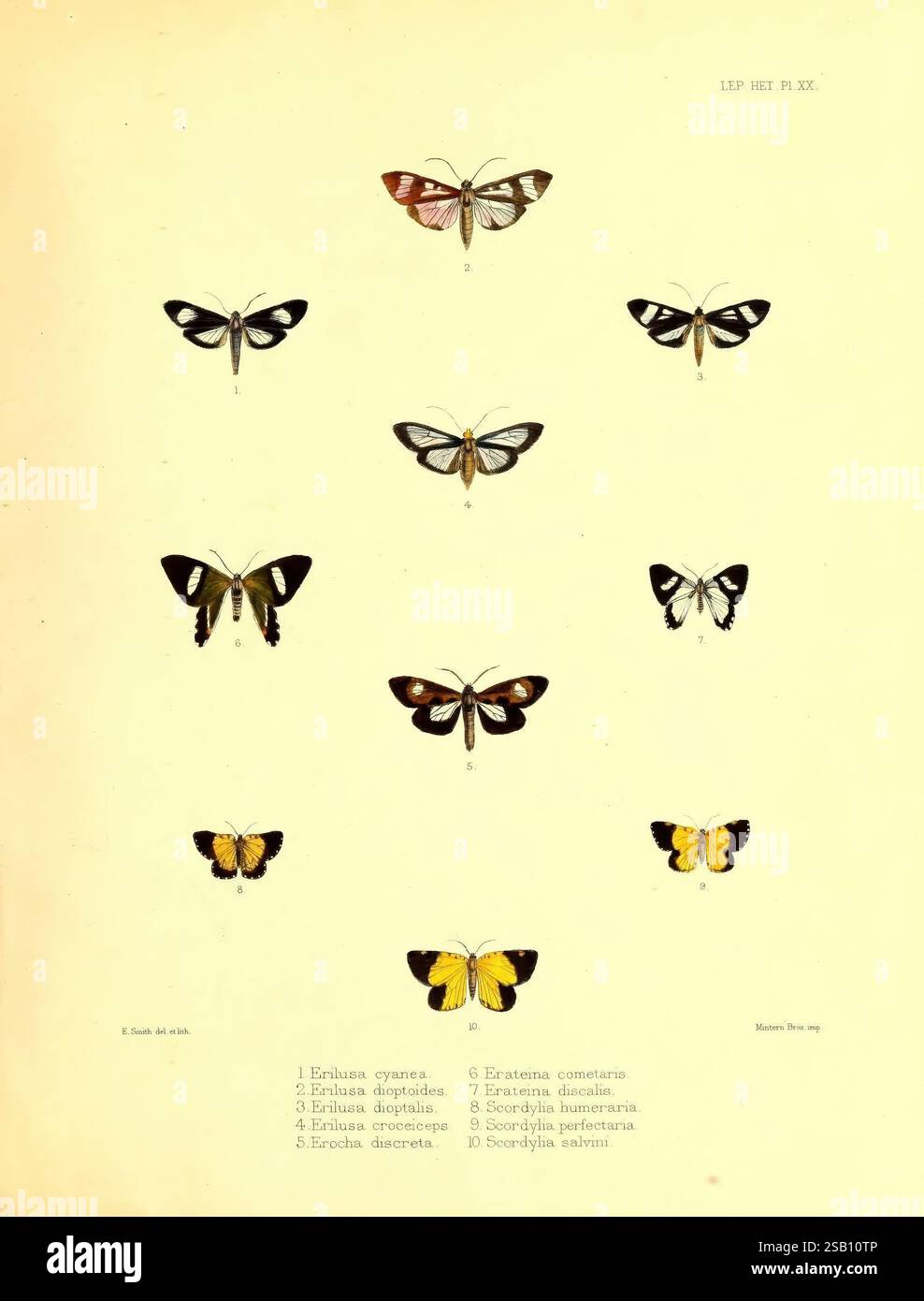 Lepidopteran variation hi-res stock photography and images - Alamy