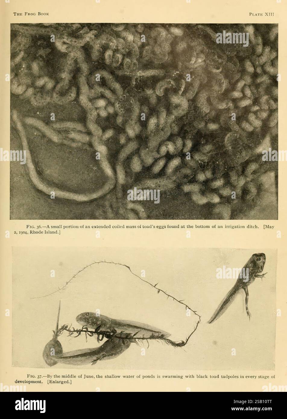 The frog book, New York,1907, Amphibians, North America, Toads ...