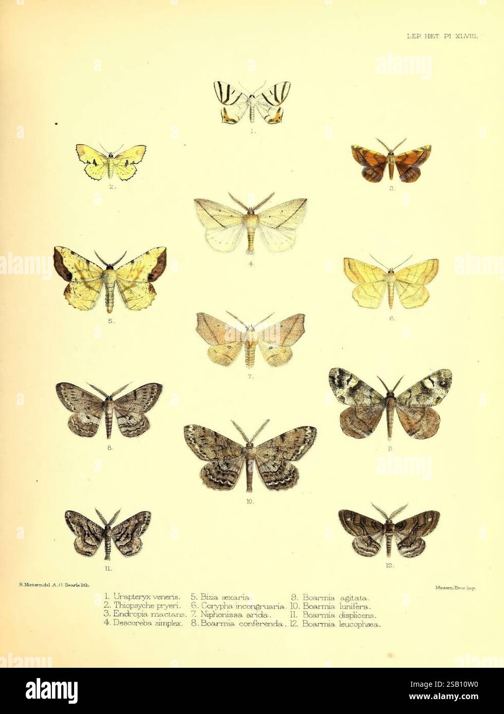 Third row features three butterflies hi-res stock photography and ...