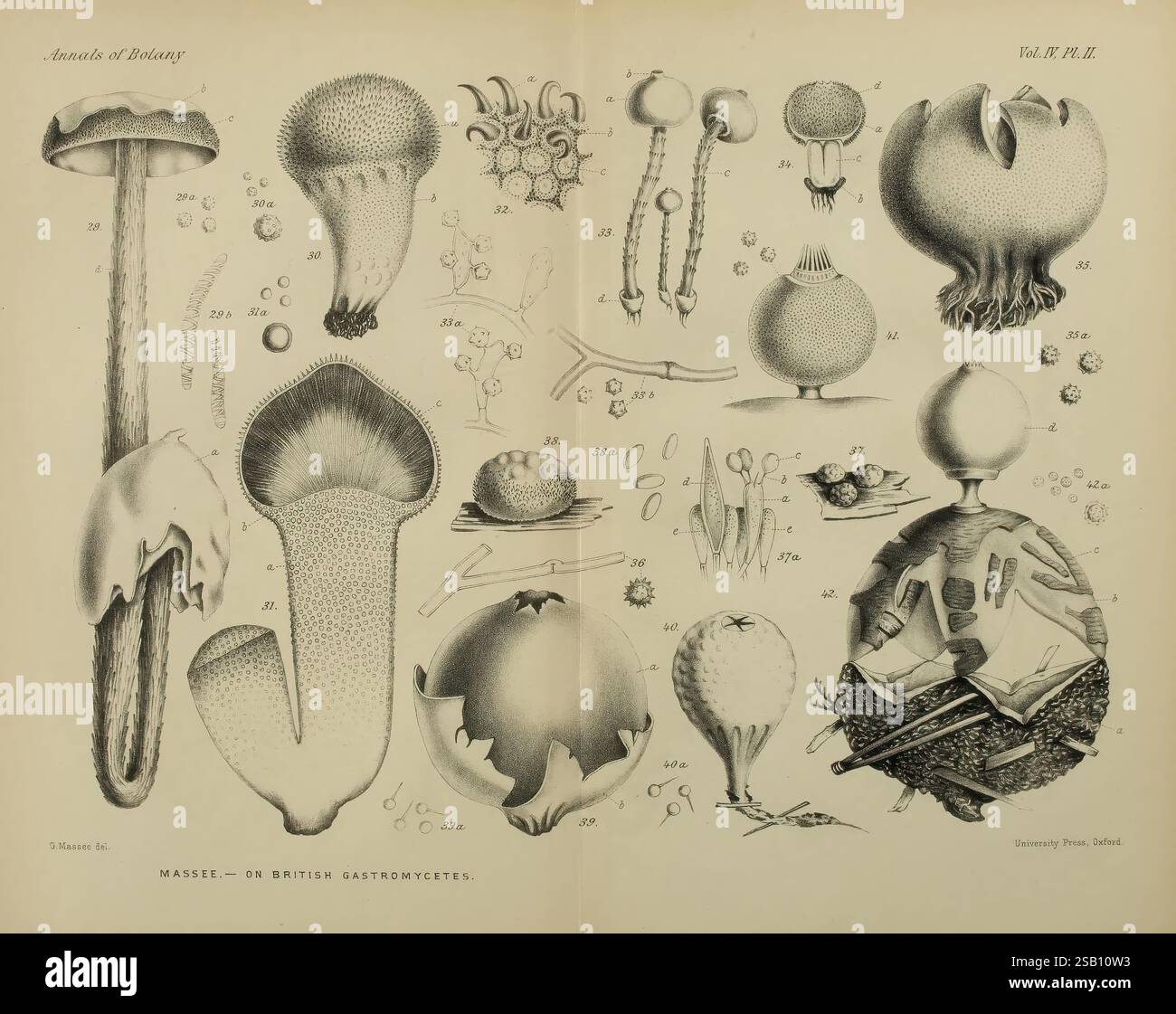 Annals of botany London, botany, periodicals, plants, An intricate ...