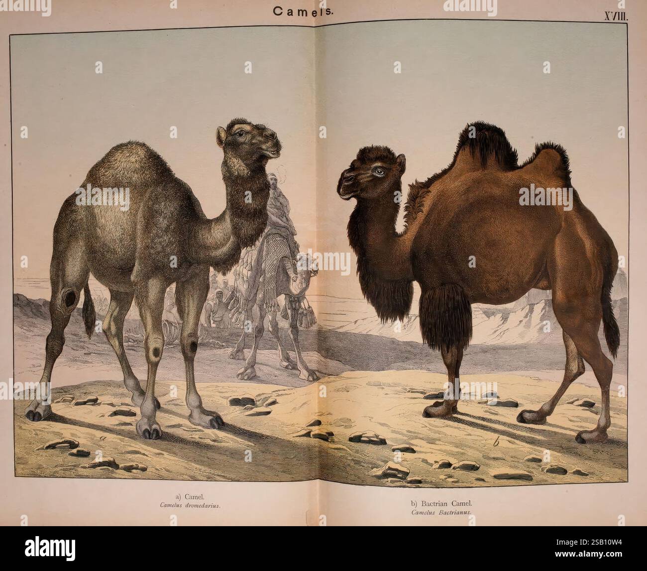 Two prominent humps hi-res stock photography and images - Alamy