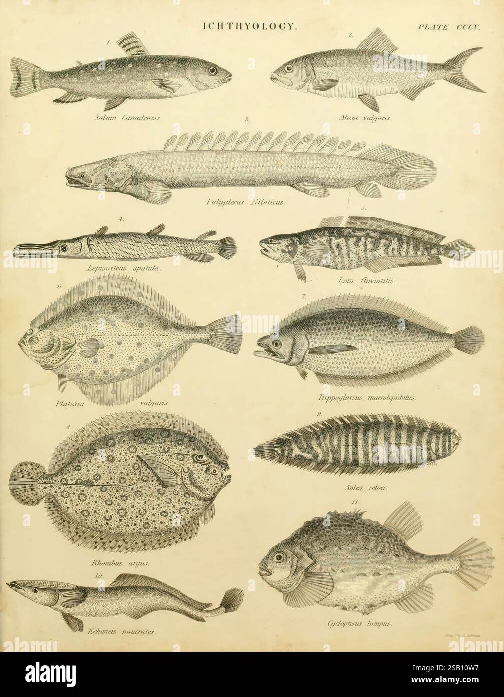 An introduction to the natural history of fishes Edinburgh, Adam and ...