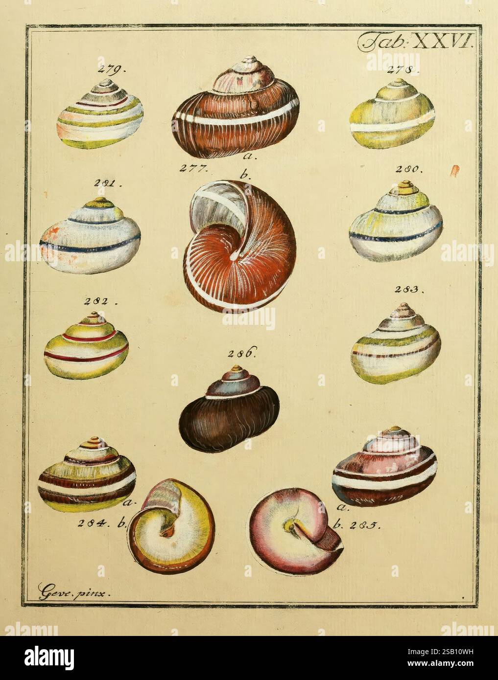 Top row displays shells hi-res stock photography and images - Alamy