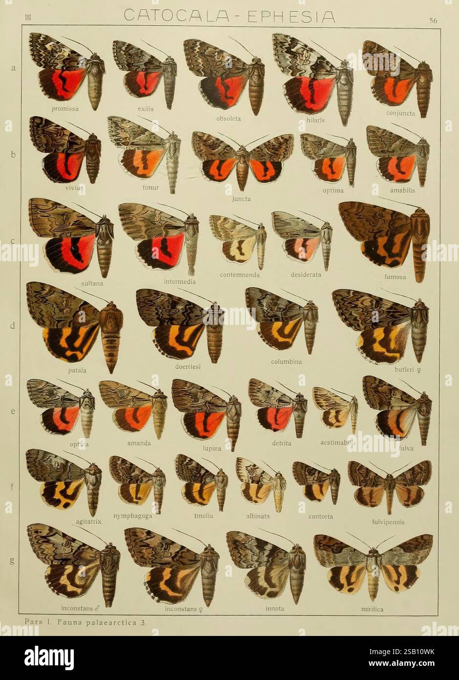 Distinctive wing designs hi-res stock photography and images - Alamy