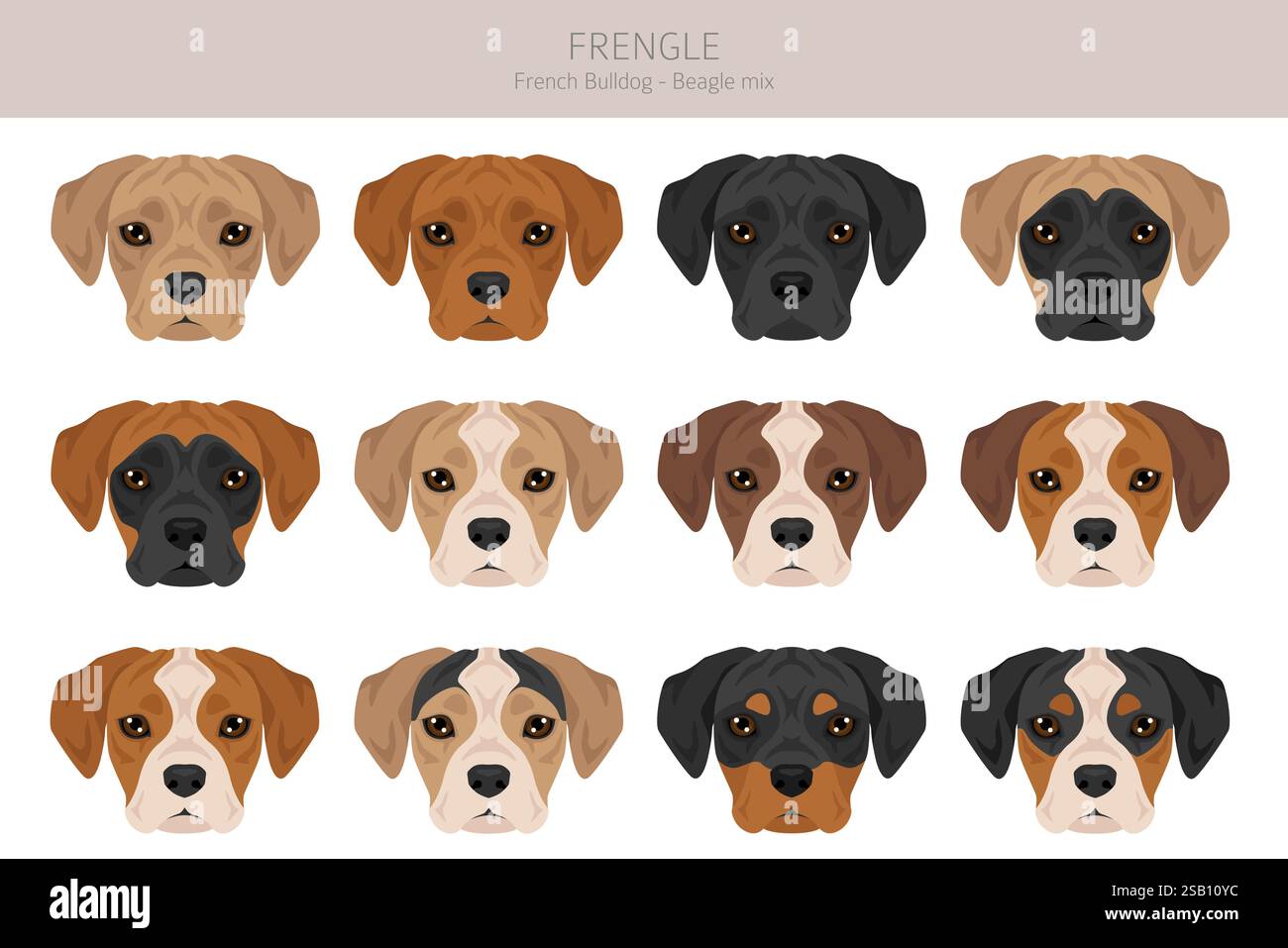 Frengle clipart. French Bulldog - Beagle mix. All possible coat colors ...
