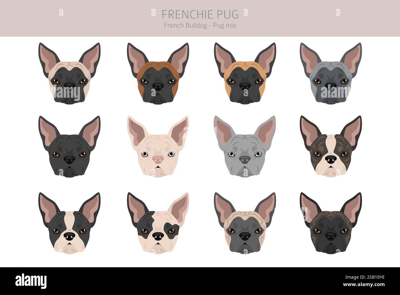 Frenchie Pug clipart. French Bulldog - Pug mix. All possible coat ...