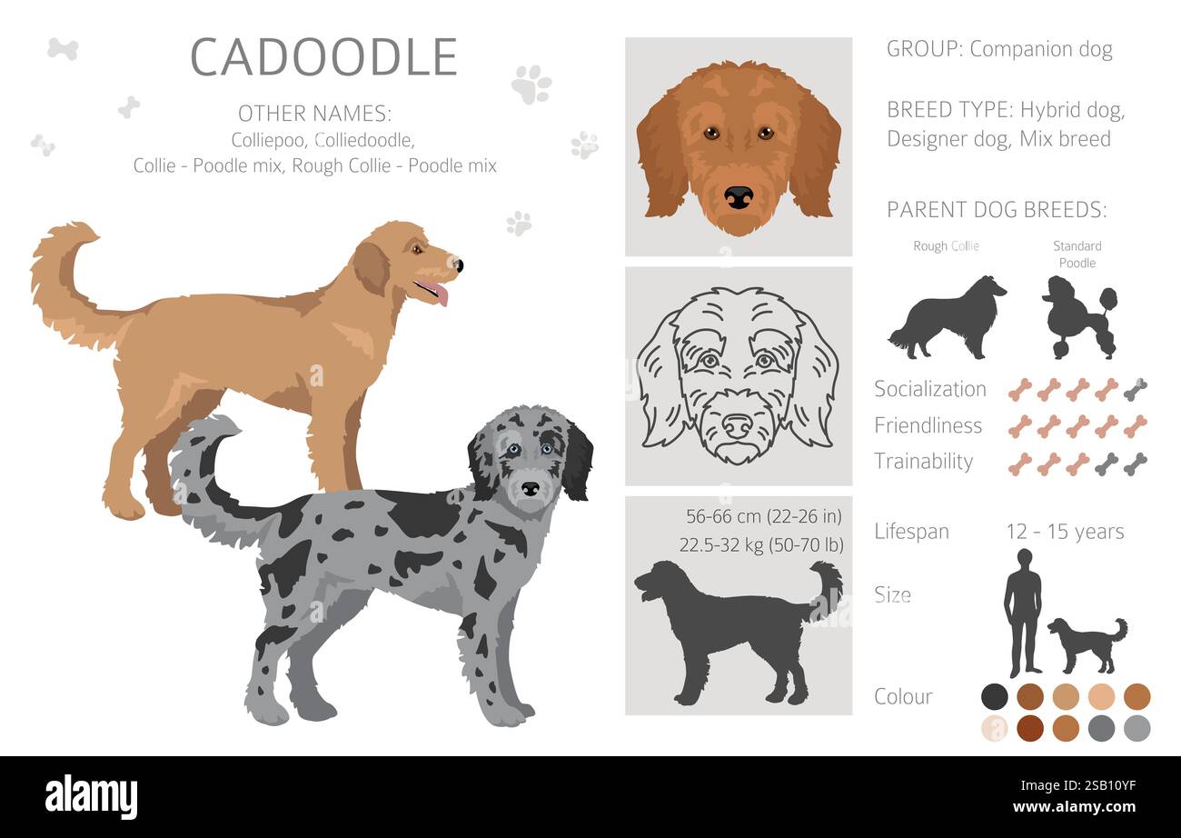 Cadoodle clipart. Rough Collie Poodle mix. Different coat colors set ...