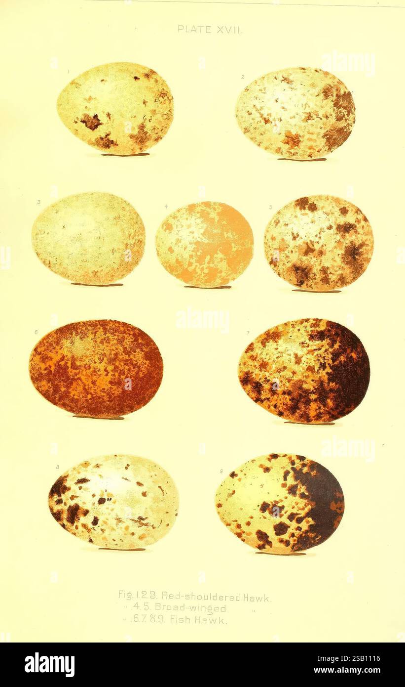Respective egg descriptions hi-res stock photography and images - Alamy