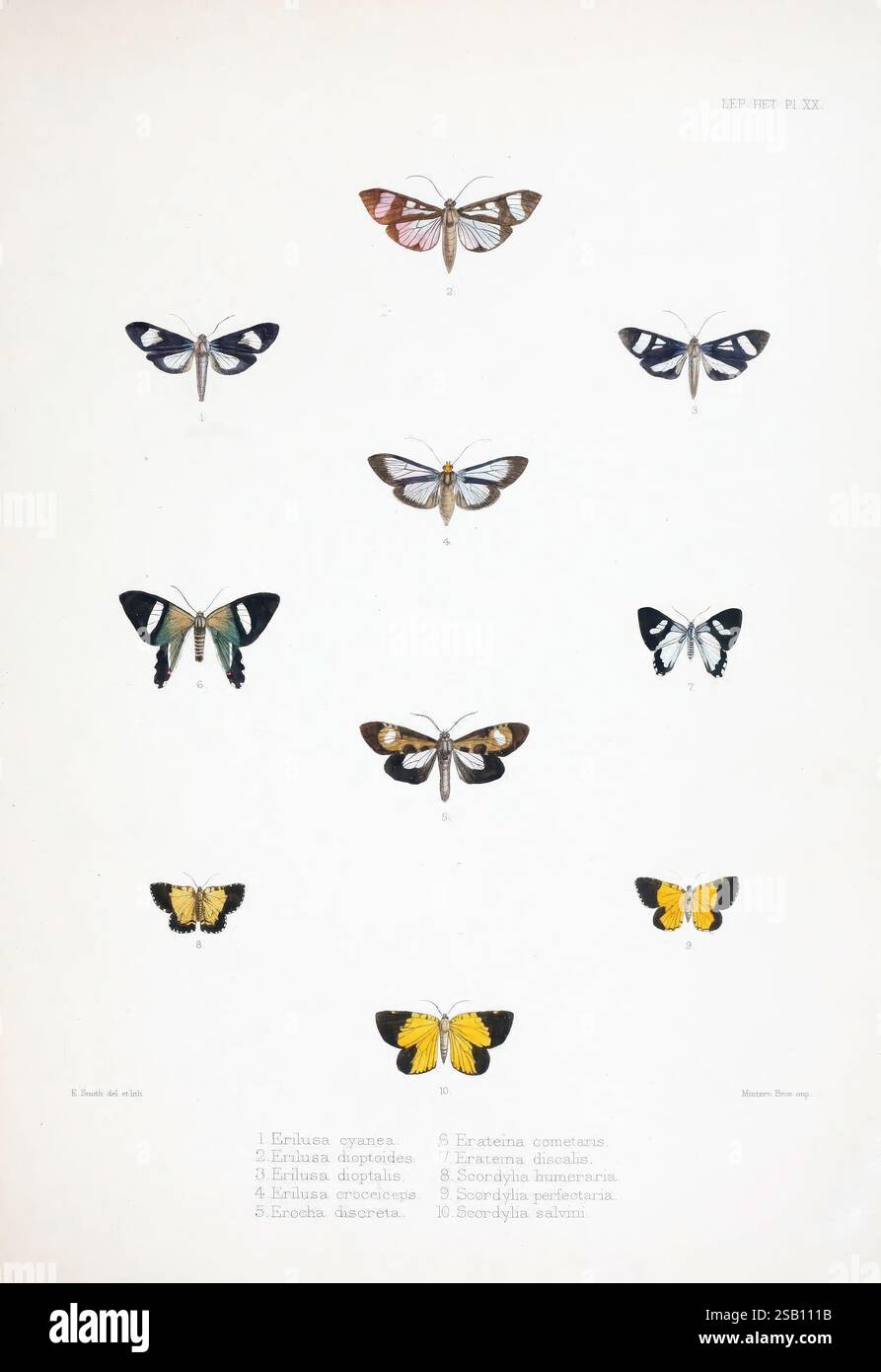 Illustrations, of, typical, specimens, of, Lepidoptera, Heterocera, in ...