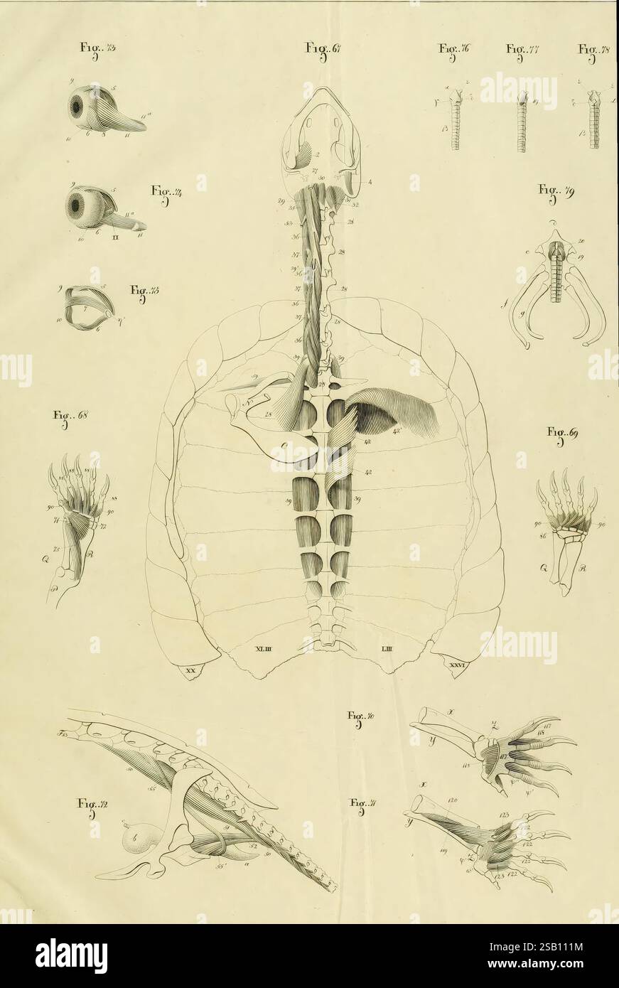 Comprehensive study of vertebral anatomy hi-res stock photography and ...