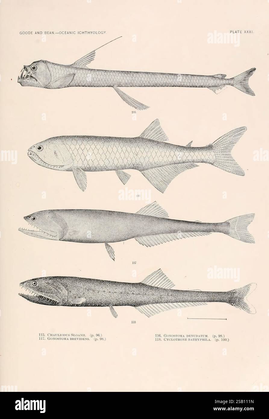 Oceanic ichthyology v.22 atlas Cambridge, U.S.A, 1896. Atlantic Ocean ...