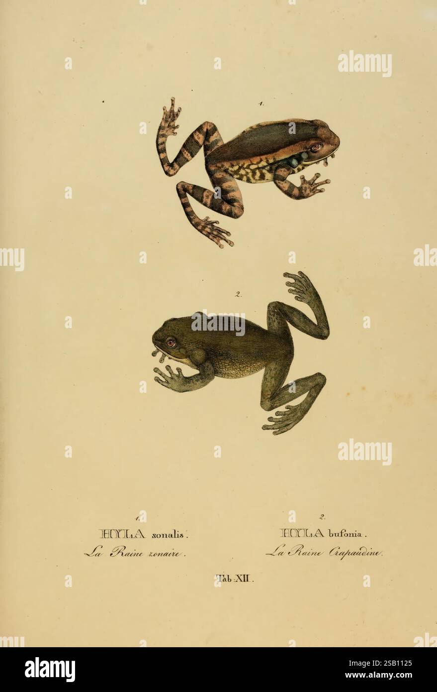 Animalia nova sive species novae testudinum et ranarum, Monachii, F.S ...