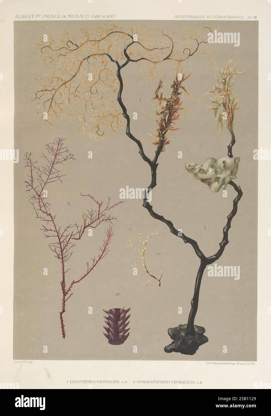 Detailed representation of various seaweed species hi-res stock ...