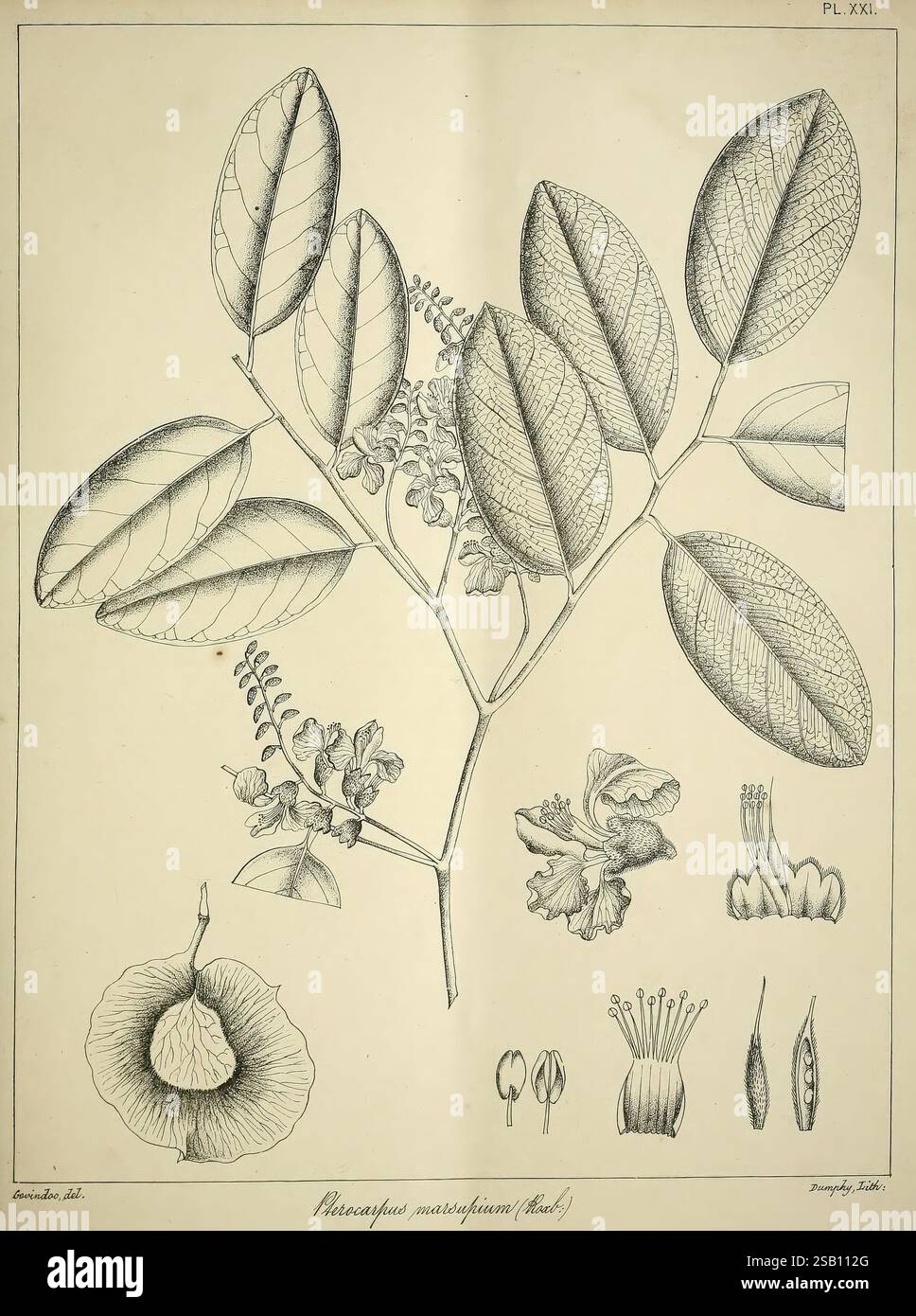 The flora sylvatica for southern India: Madras, 1869-1873, trees, India ...
