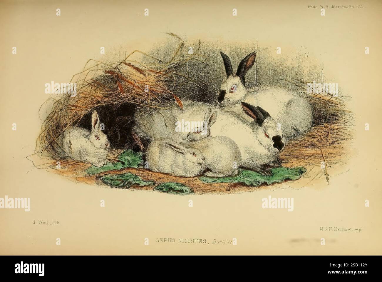 Group white rabbits leaves hi-res stock photography and images - Alamy