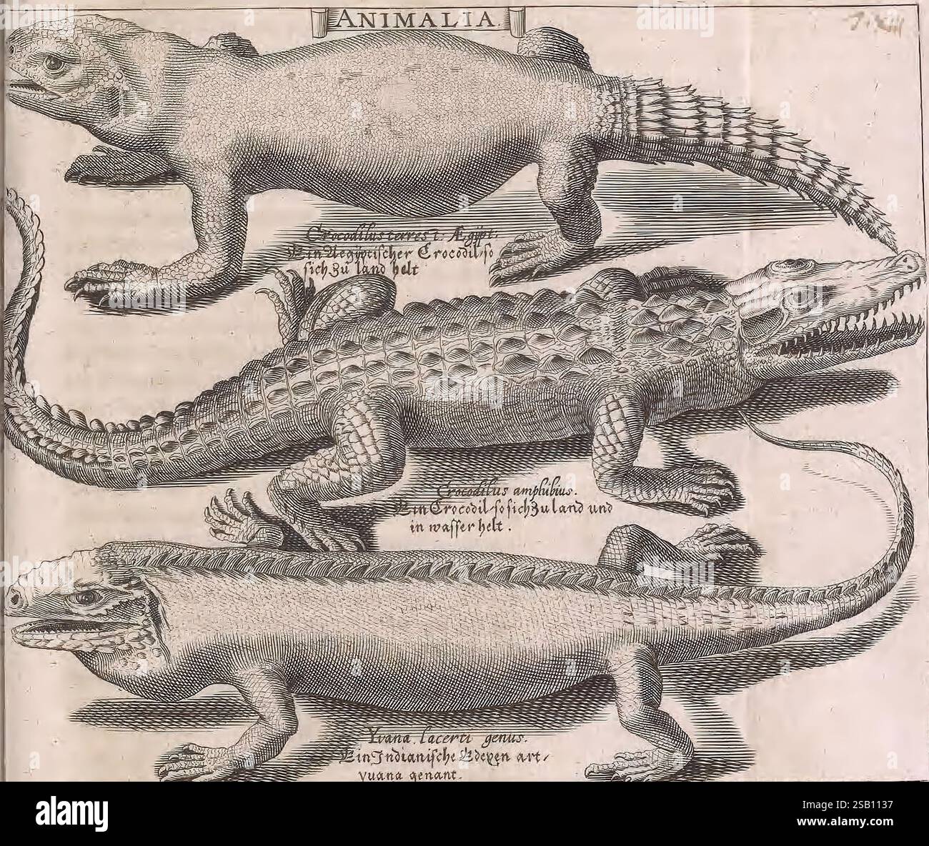 Top creature resembles hi-res stock photography and images - Alamy