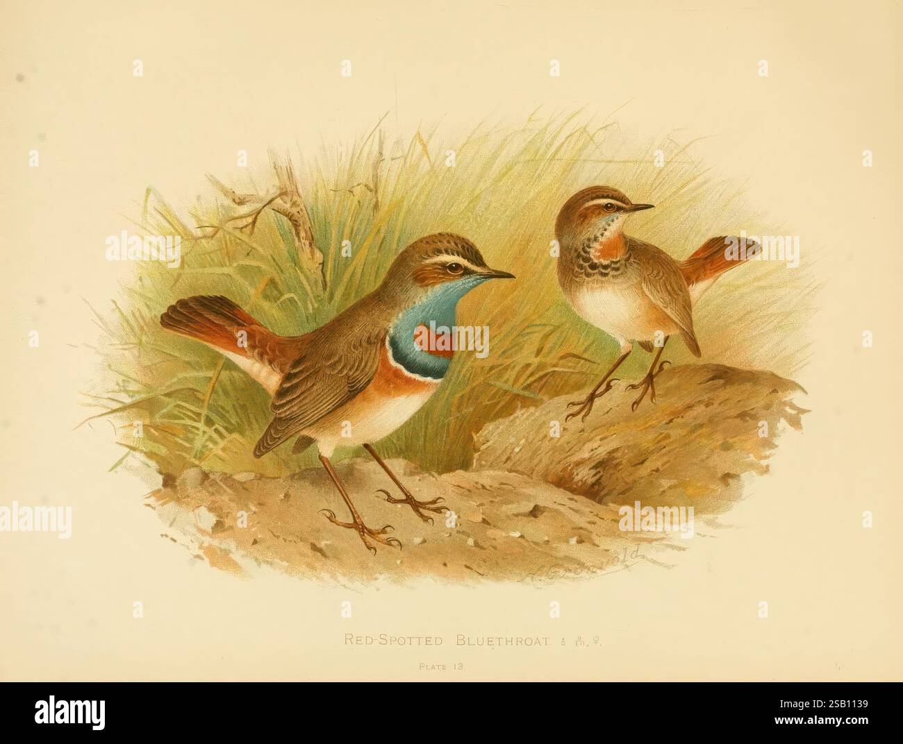 Red spotted blue thrush hi-res stock photography and images - Alamy