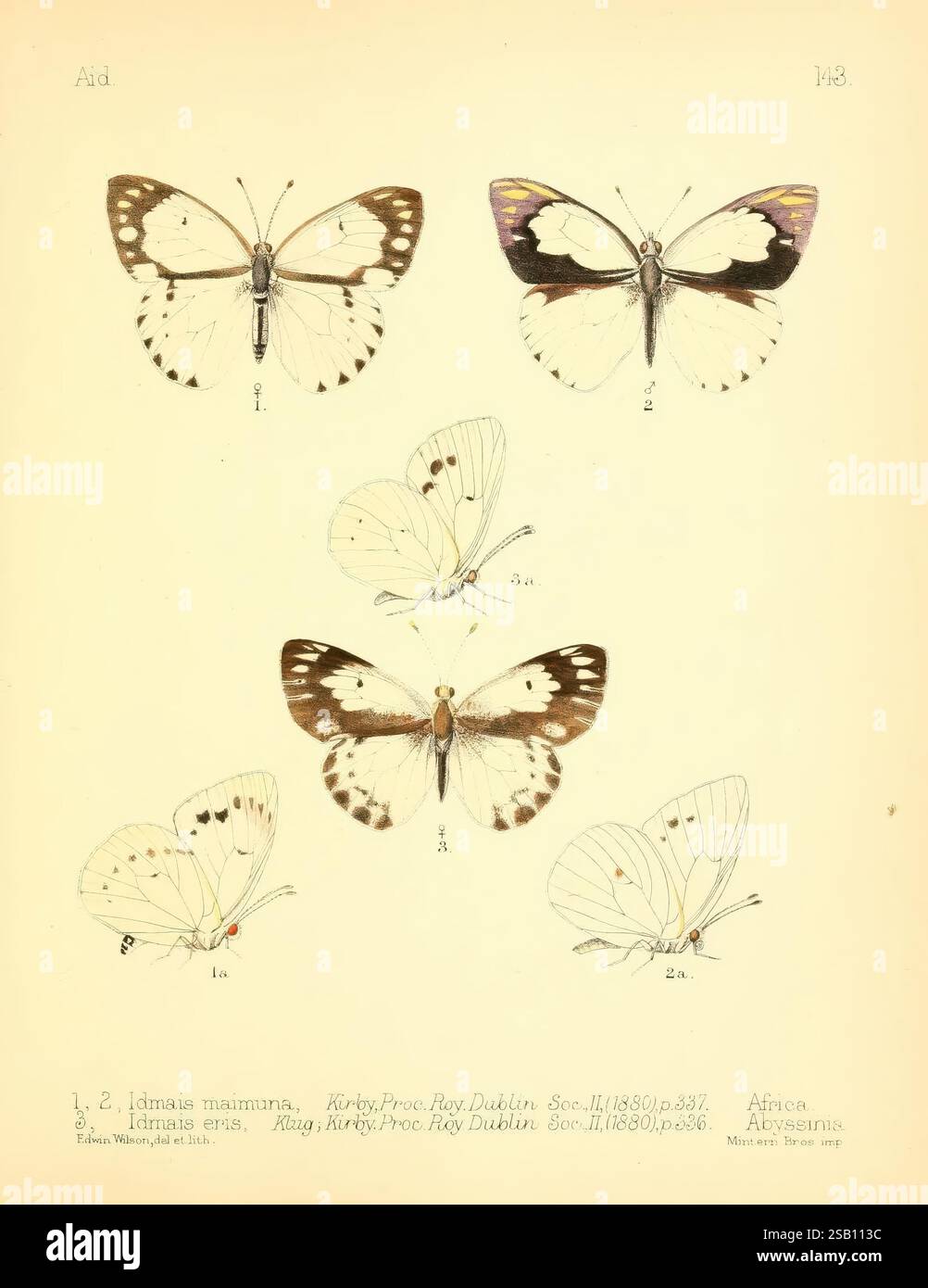 First two butterflies labeled hi-res stock photography and images - Alamy