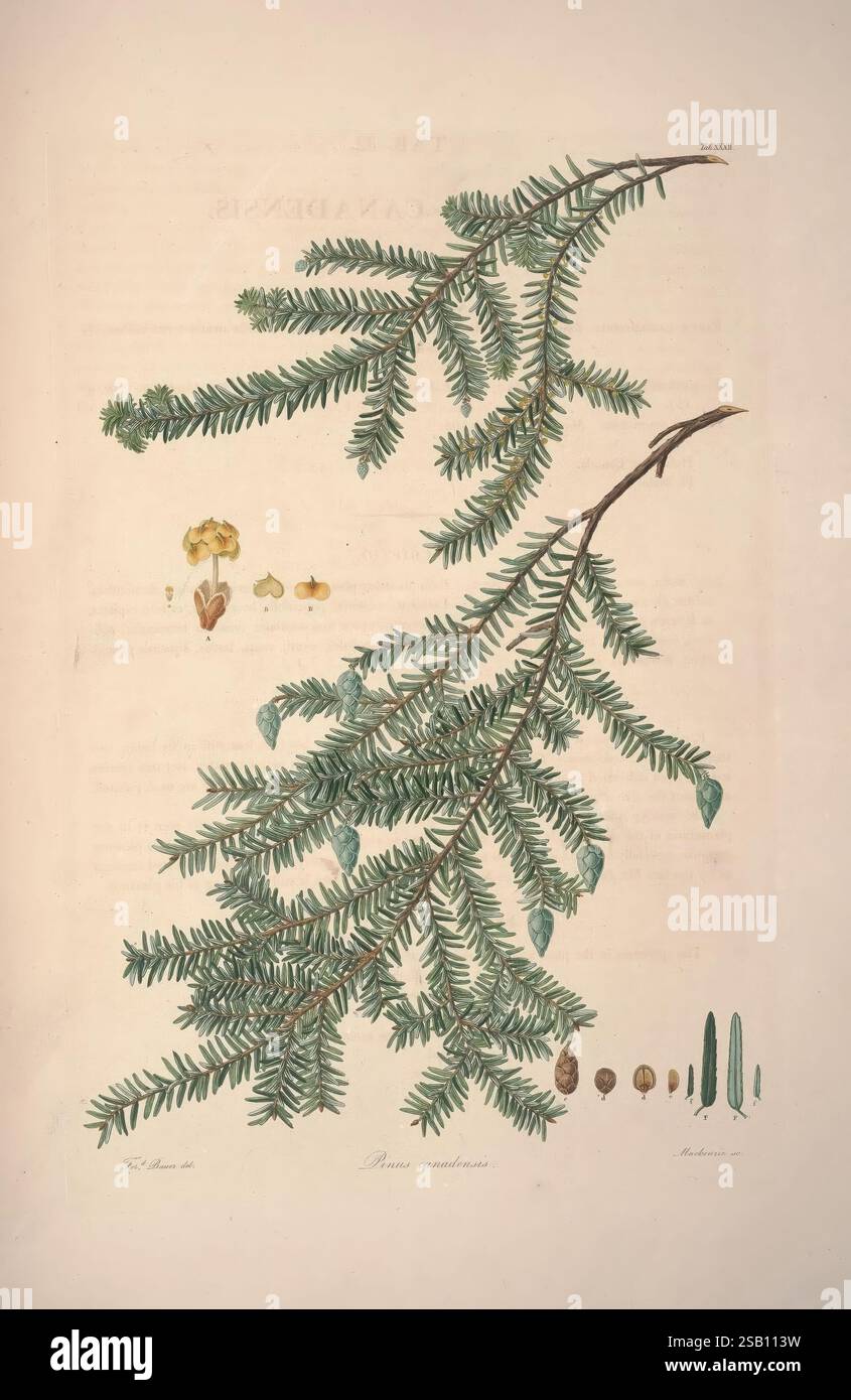 A description of the genus Pinus, London, J. White, 1803-1824, Pinaceae, Tsuga canadensis, A ...