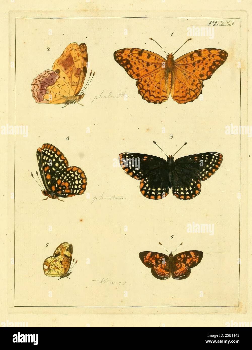 Third butterfly displays hi-res stock photography and images - Alamy