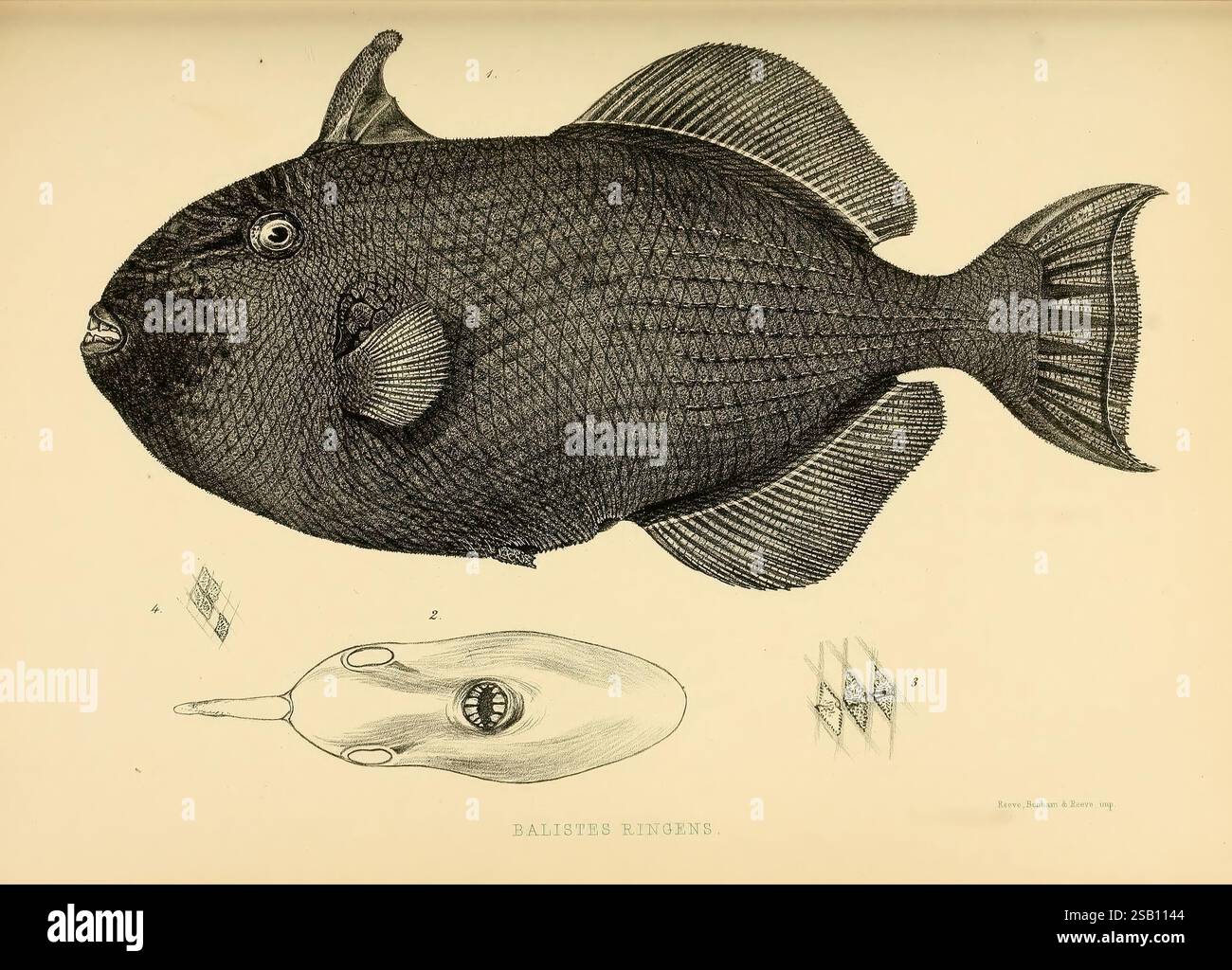 Structure of a fish scale hi-res stock photography and images - Alamy