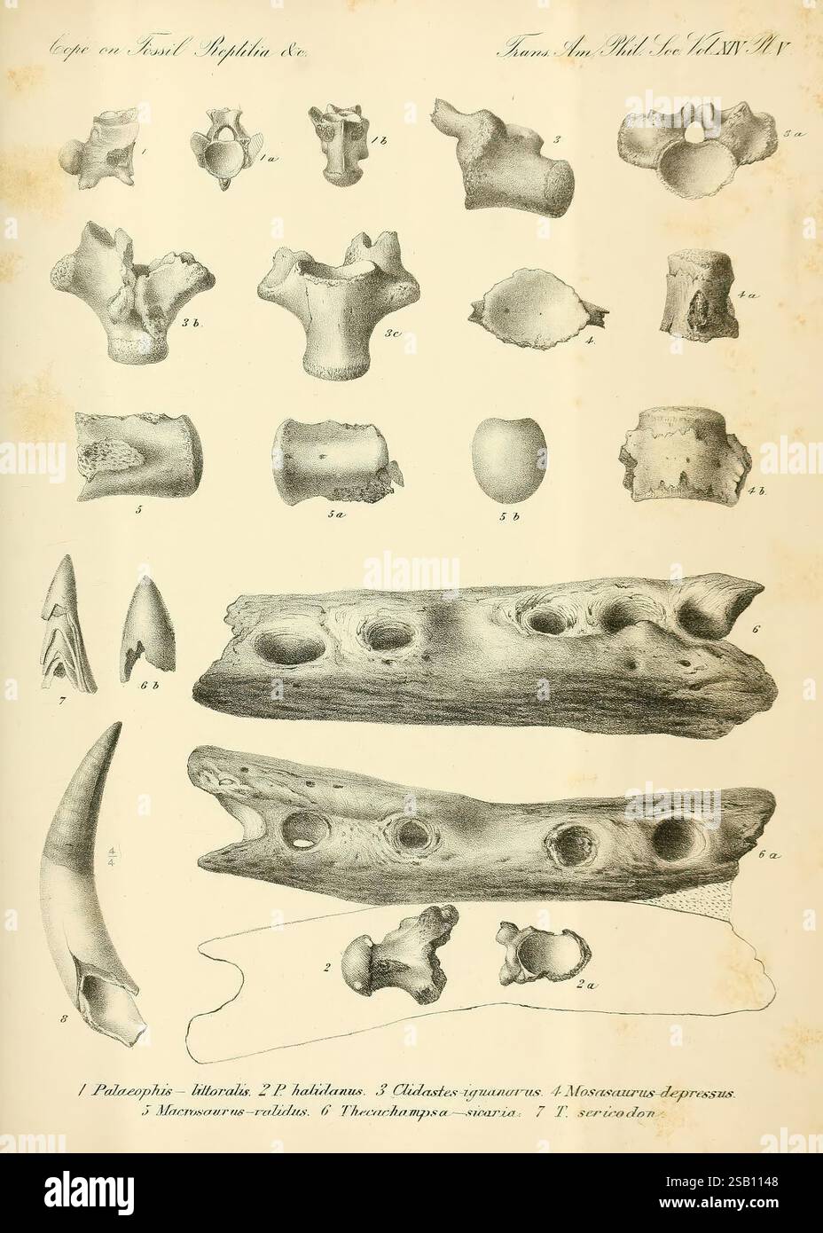 Detailed depictions of rib structures hi-res stock photography and ...