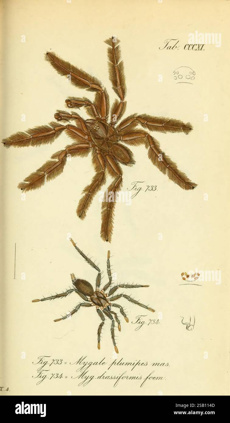 Providing classification details hi-res stock photography and images ...