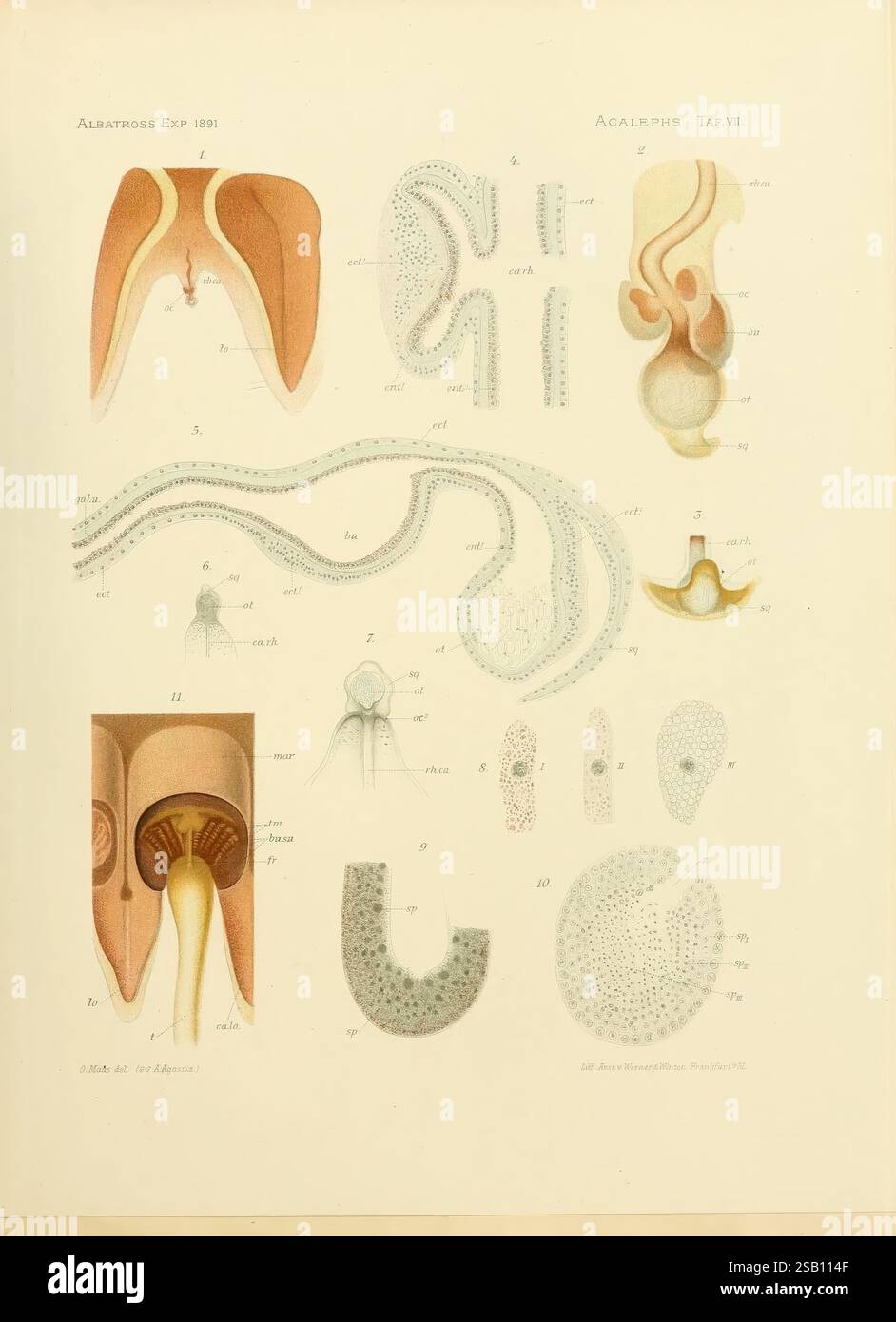 Class acalephs hi-res stock photography and images - Alamy