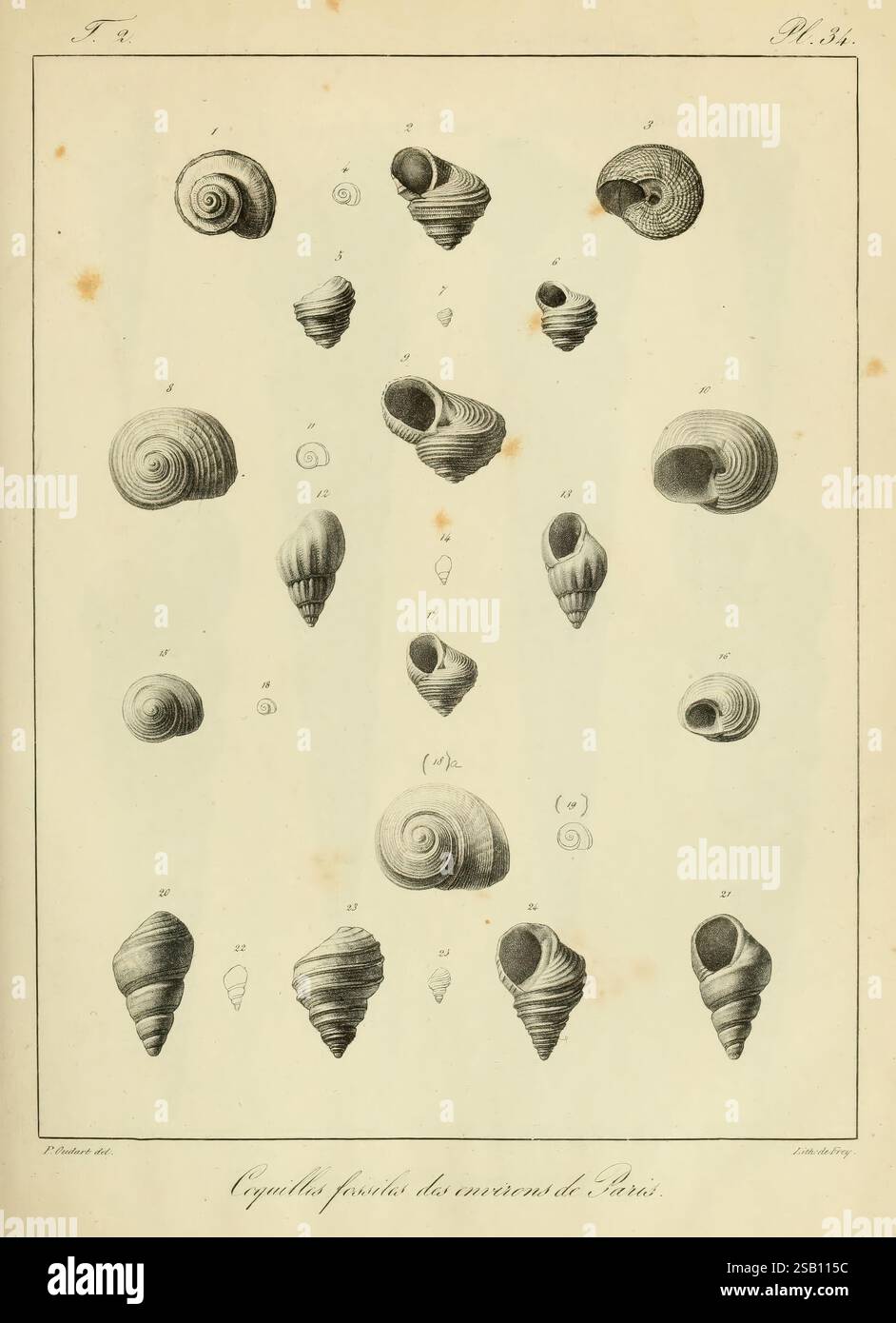 Description Des Coquilles Fossiles Des Environs De Paris, Paris, L ...