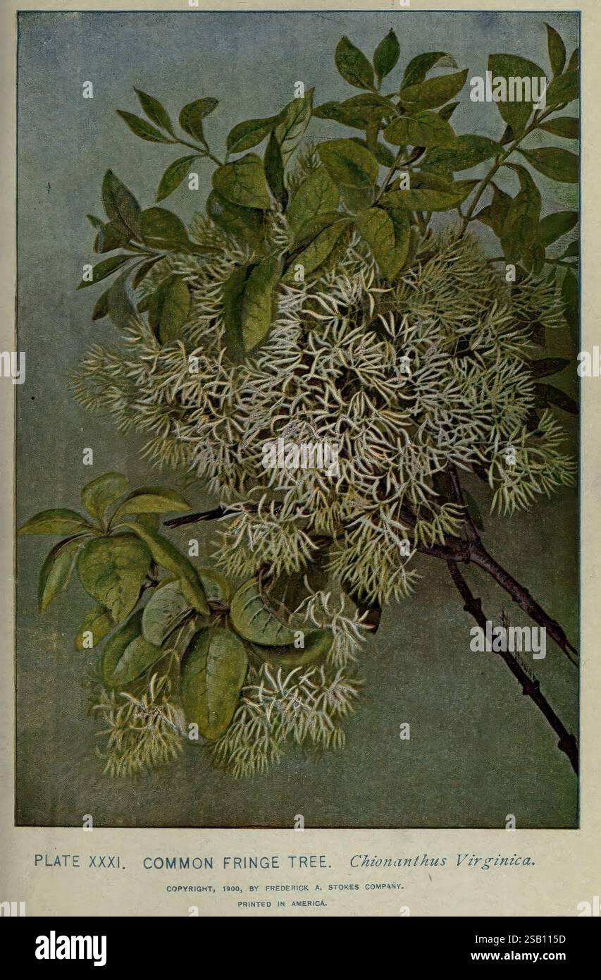 Common fringe tree hi-res stock photography and images - Alamy