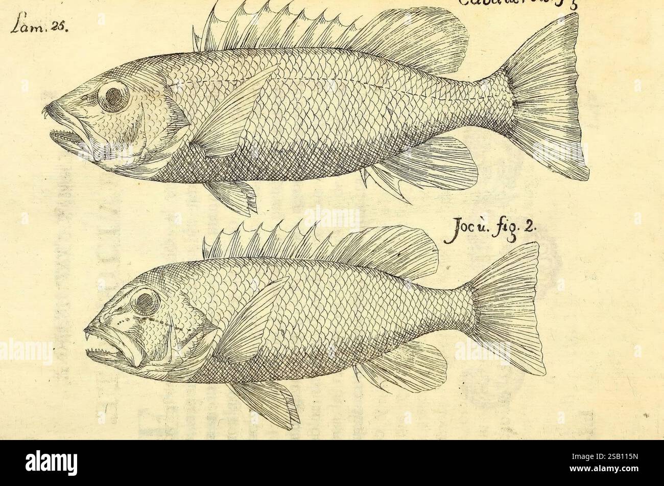 Two fish depicted hi-res stock photography and images - Alamy