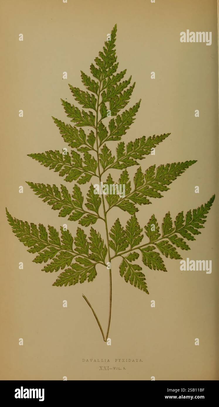 Leaflet features fine serrations hi-res stock photography and images ...