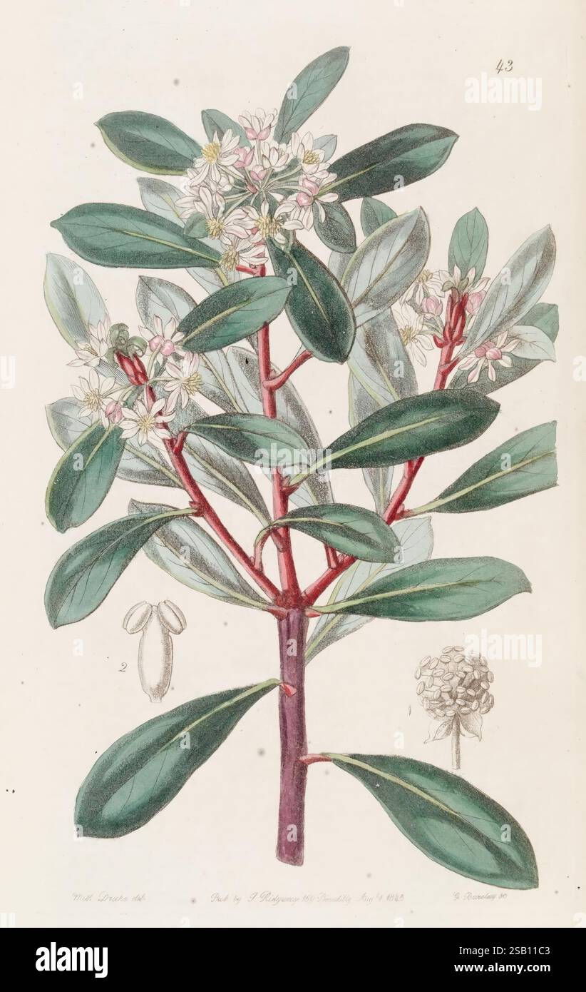 Edwards's botanical register, London, James Ridgway, 1829-1847, 1829 ...