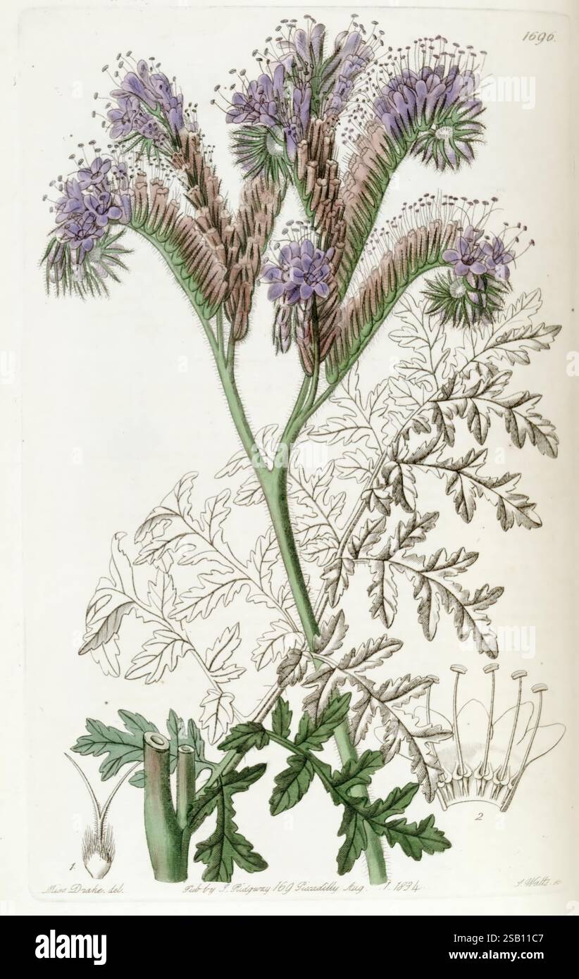 Edwards's botanical register, London, James Ridgway, 1829-1847, 1829 ...