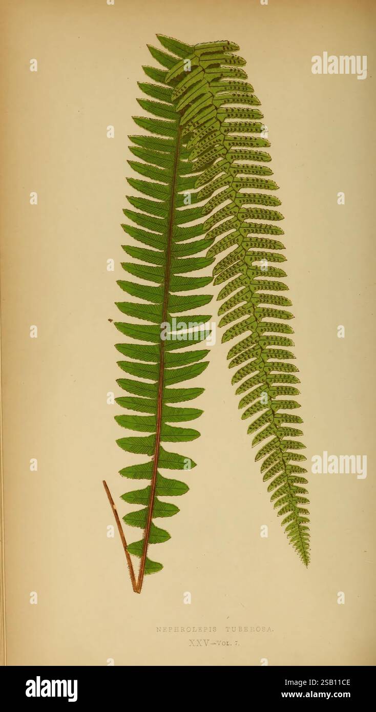 Relatively smooth texture hi-res stock photography and images - Alamy