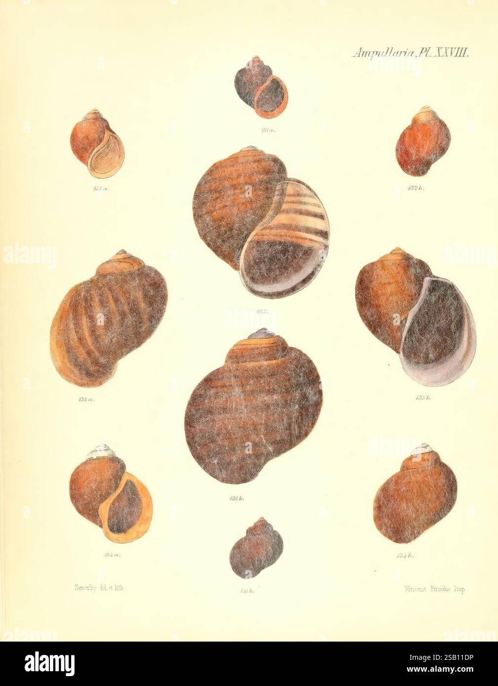 Amptillaria hi-res stock photography and images - Alamy